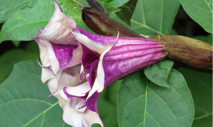 Bunga Kecubung Wulung Kering: 10 Biji Berkualitas | Lazada Indonesia