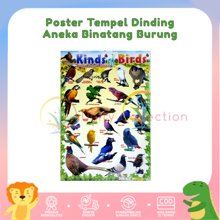 Poster Tempel Dinding Anak Belajar Aneka Binatang Burung | Lazada Indonesia