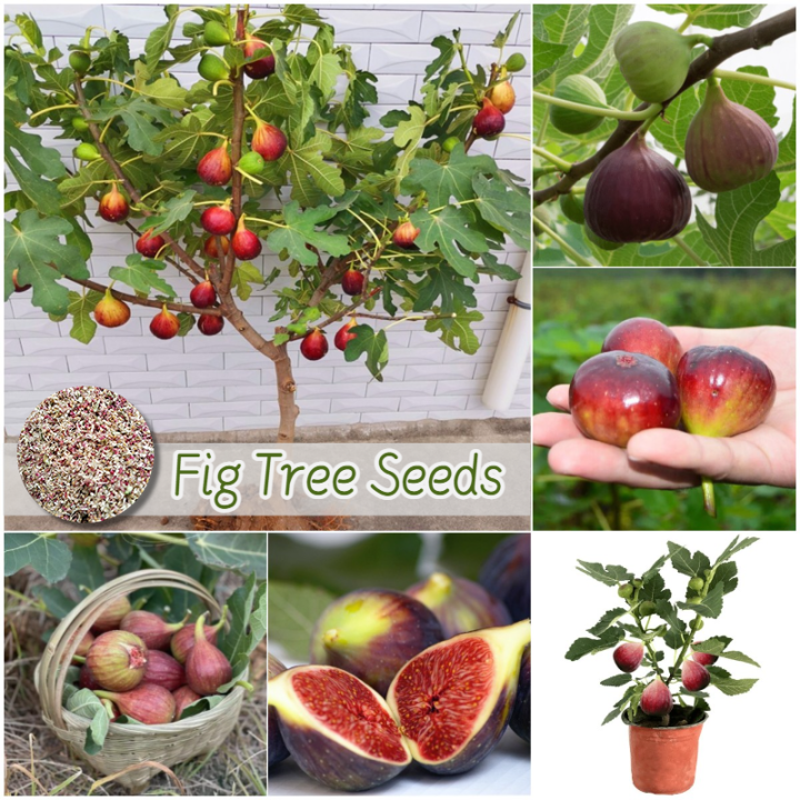 [100% Original Seed] Bonsai Fig Tree Seeds for Planting Fruit Plants ...