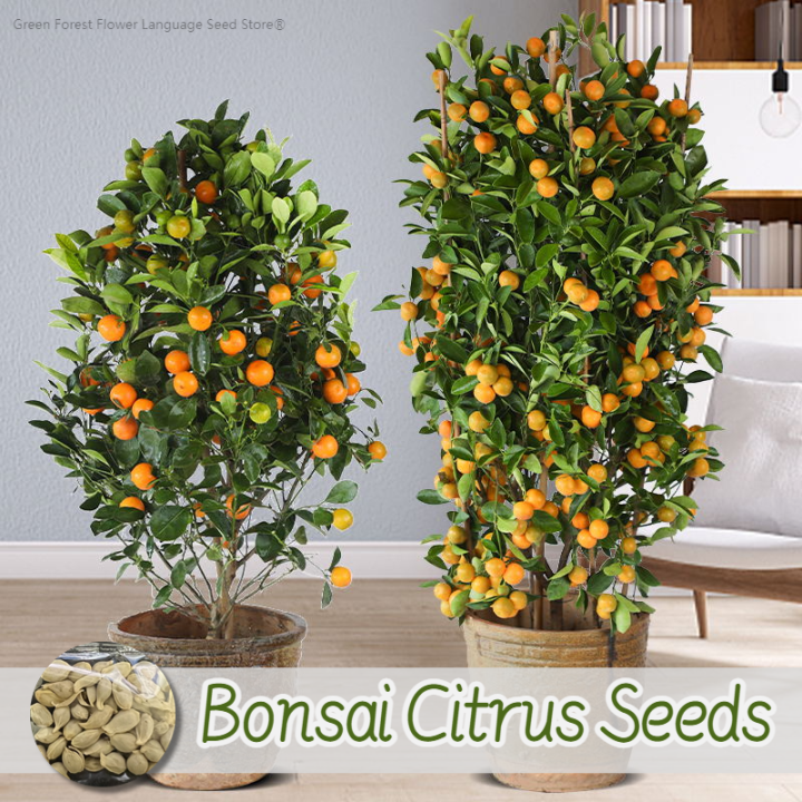 [Easy to grow in Malaysia] Fresh Citrus Seeds for Sale Kumquat Fruit Seeds for Planting and ...
