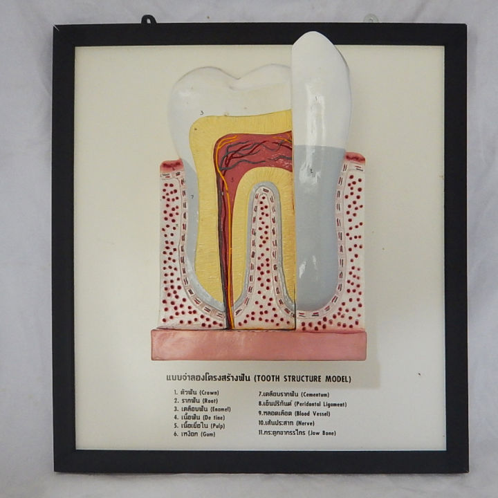 แบบจำลองโครงสร้างฟัน (Tooth Structure Model) | Lazada.co.th