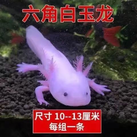 Freshwater cold water fish hexagonal dinosaur fish ornamental fish ...