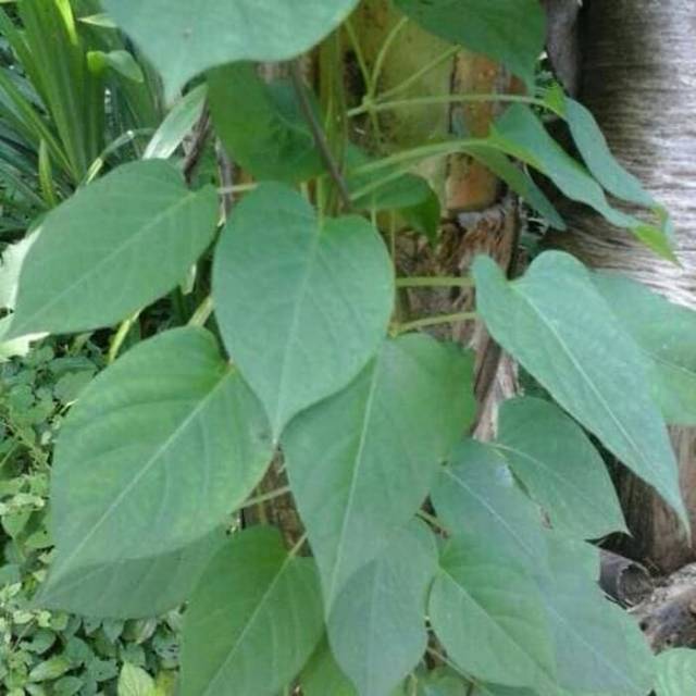 Daun Sembukan Herbal Segar (50 Lembar) | Lazada Indonesia