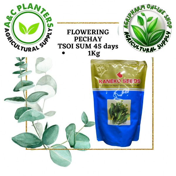KANEKO FLOWERING PECHAY TSOI SUM SEEDS (CHAISM) 1kg | Lazada PH
