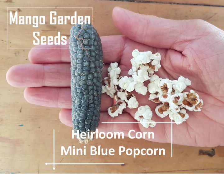 Heirloom Mini Blue Popcorn Seeds - 3 Seed *Pot Friendly* Tanam Pasu ...