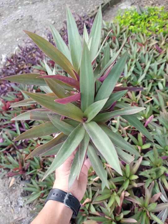 Live Moses in the Cradle ( Tradescantia Spathace ) Outdoor Plant for ...