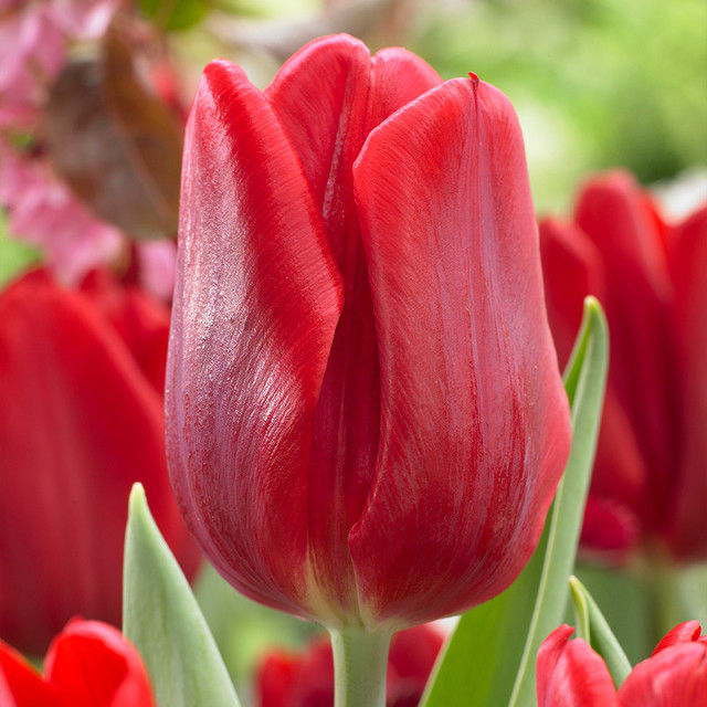 20 เมล็ด ทิวลิป Tulipa สัญลักษณ์ของความรัก สายพันธุ์ Tulip Red Flag ...
