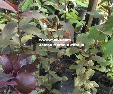 Anak Pokok Jambu Ungu Australia Anak Pokok Tanaman Benih Garden Seed ...