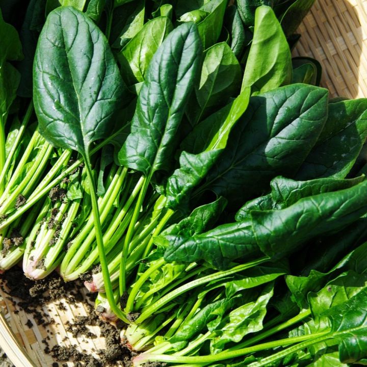 isi paket: 25 Benih Bayam Jepang F1 Horenzo Bibit Sayuran Hibrida ...