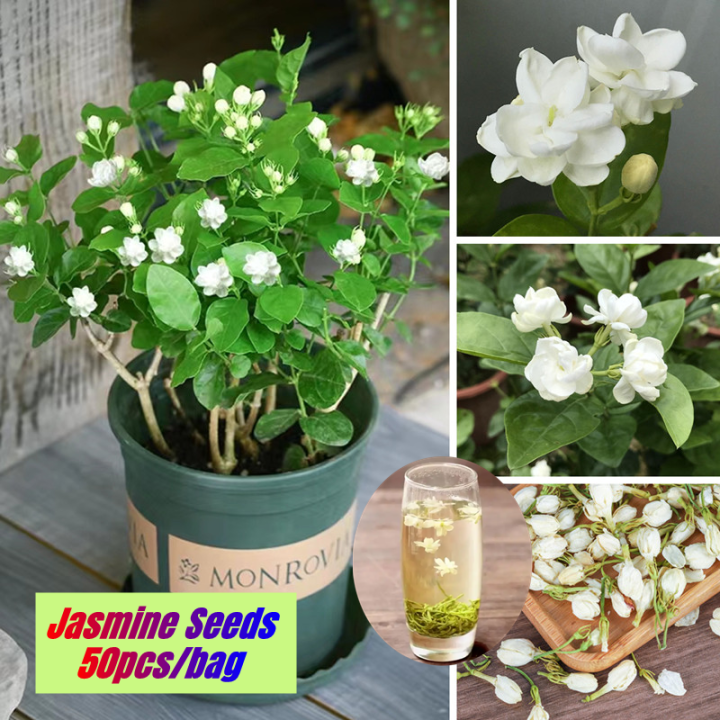 [Easy To Grow] 100pcs White Jasmine Seeds for Sale Fragrant Flower ...