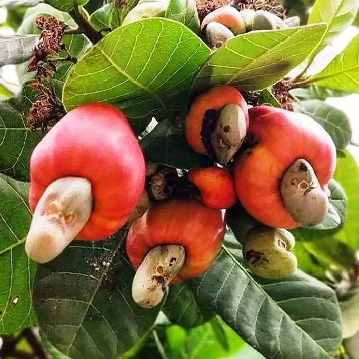 Bibit Tanaman Jambu Mete/mente/jambu monyet terlaris | Lazada Indonesia