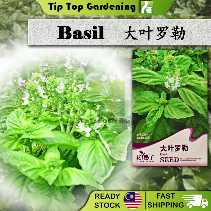 【EXPIRED】BIJI BENIH D014 BASIL FLOWER GODDESS VEGETABLE FLOWER FRUIT ...