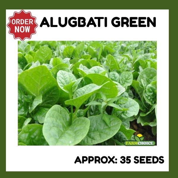 ALUGBATI GREEN - 35 seeds | Lazada PH