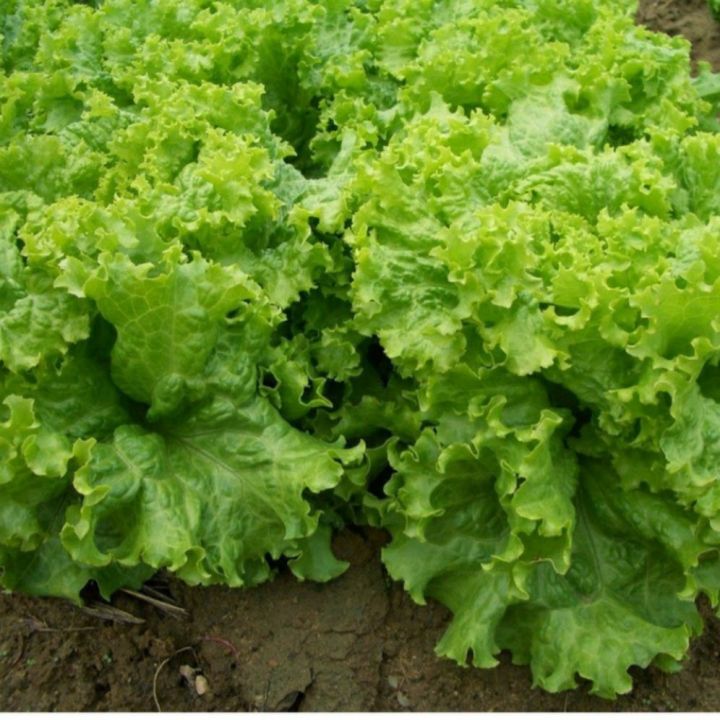 xà lách xoăn xanh - xà lách lolo | Lazada.vn