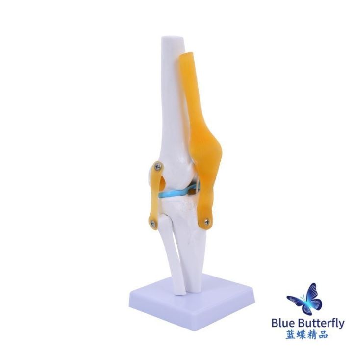 Human body joint model teaching elbow wrist ankle bone shoulder knees ...