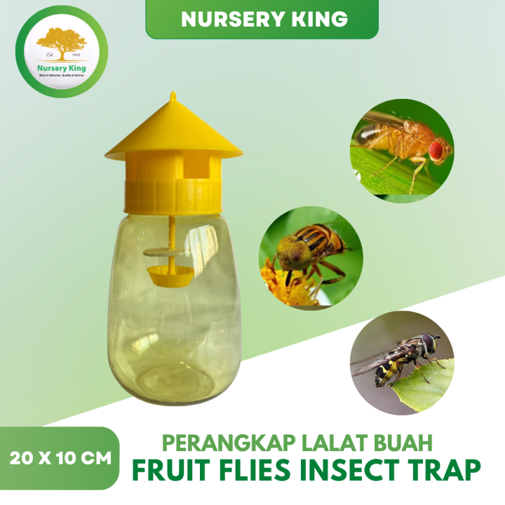 Fruit Fly and Gnat Trap Natural Sticky Bug Trap (With ATTRACTANT) for ...