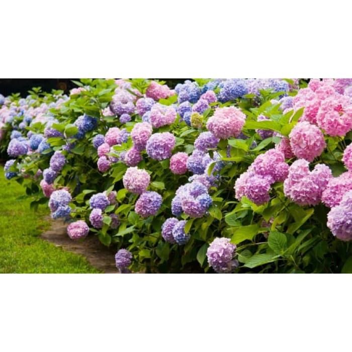 Hydrangea Hortensia Kembang Bokor Flower 50pcs | Lazada PH
