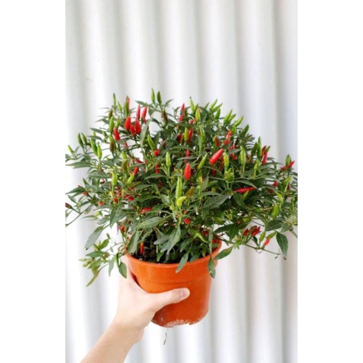 【FREE PUPUK + BUNGA KRISAN】Paket 4 Pohon CABE RAWIT SETAN SUPER PEDAS ...