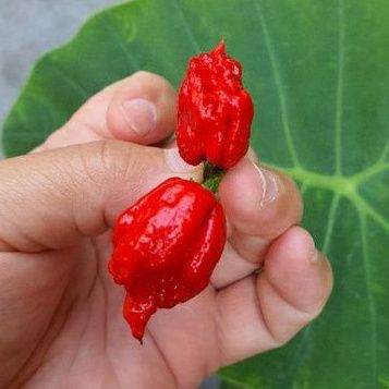 พริกเผ็ดดดดดที่สุดในโลก🌶carolina reaper🎯ถูกที่สุด25บ.🎯5 เมล็ด 🌶เมล็ด ...