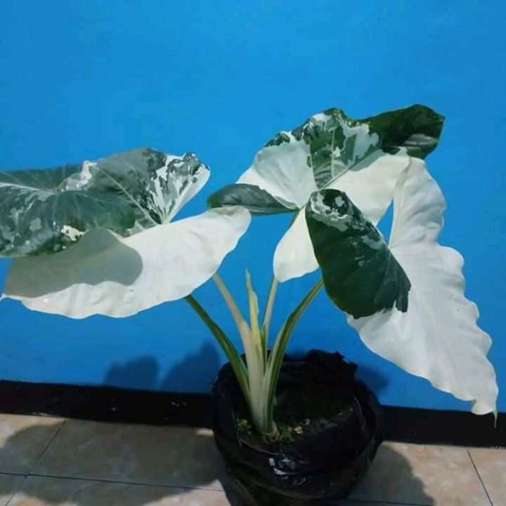 tanaman sente varigata usia remaja | Lazada Indonesia