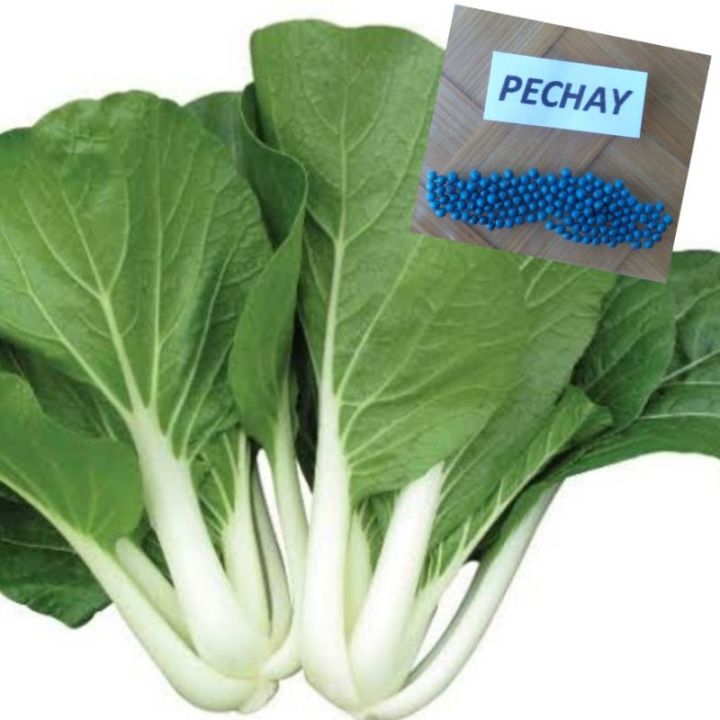 Pechay Seeds Vegetable Seeds | Lazada PH