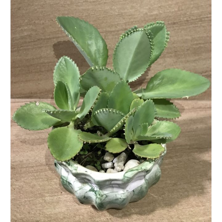 Mother of Thousands Succulent Plant or Kataka taka | Lazada PH