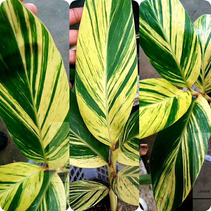 Variegated Shell Ginger/Alpinia zerumbet ‘Variegated’ seedlings | Lazada PH