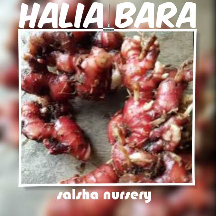 Anak Pokok Halia Bara | Lazada