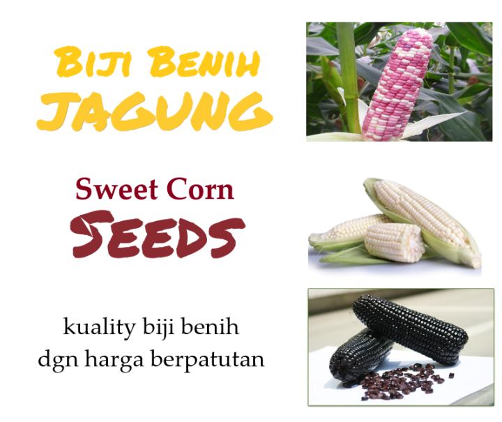 Benih Jagung Manis Sweet Corn Seed Warna Hitam Putih Jagung Vegetable ...