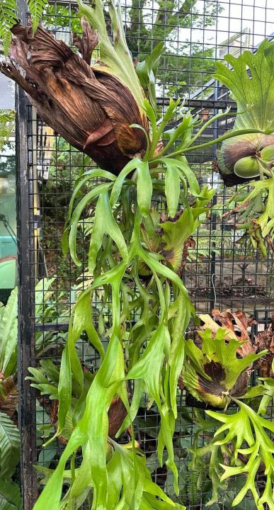Giant Staghorn Fern - Platycerium grande (S) - Ornamental Foliage ...