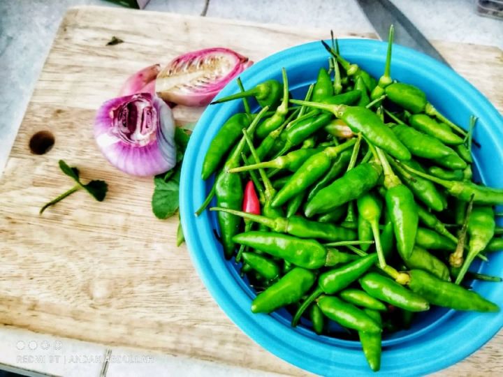 CILI API KAMPUNG / CILI CENTIL SEGAR / CILI BARA SEGAR / CILI PADI ...