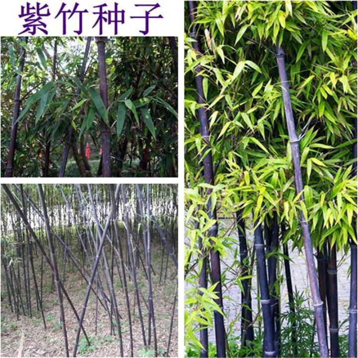 Bamboo Seed Mao Bamboo Tree Seed Purple Bamboo Phyllostachys Pubescens ...