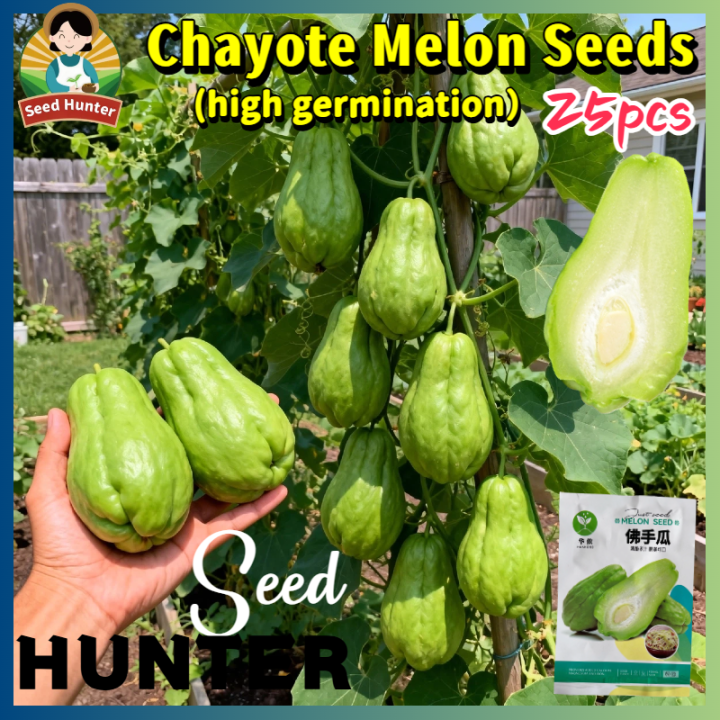 High Yield Chayote Seeds for Sale (High Germination 25 Seed) Organic ...