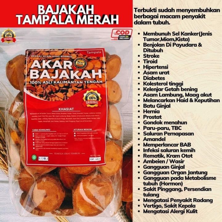 Akar Kayu Bajakah Tampala Merah Kalimantan Asli Kualitas Super Premium ...