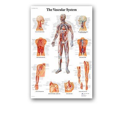 Human Body Organs Chart Poster Map Silk Painting Wall Pictures For ...