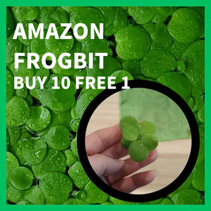 YS AQUATIC Amazon Frogbit Floating Aqua Plant (Limnobium Laevigatum ...