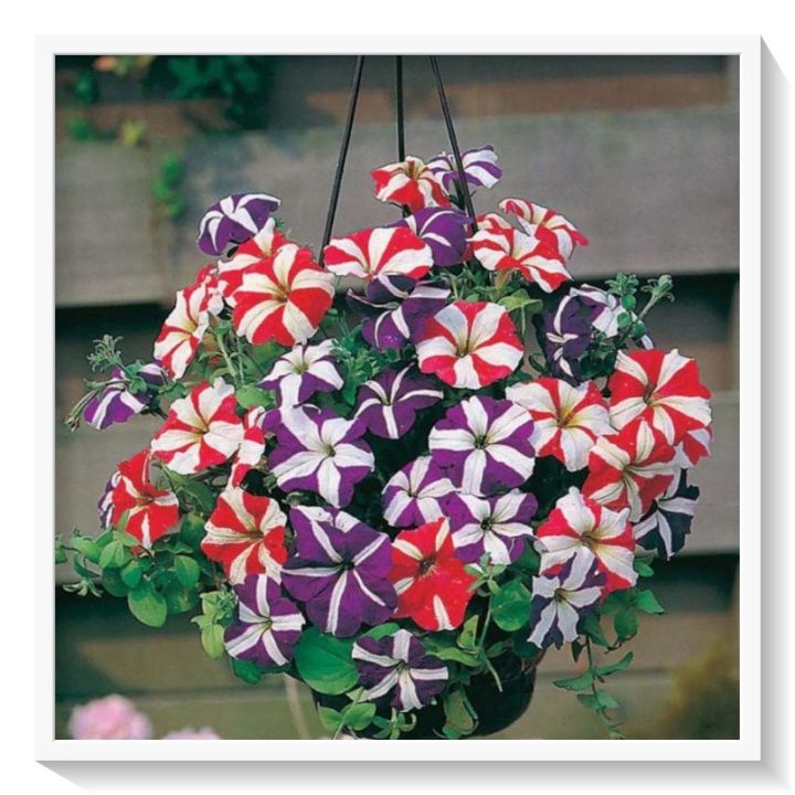Malaysia Ready Stok - Petunia Star Mix Seeds/混色矮牵牛花种子 | Lazada