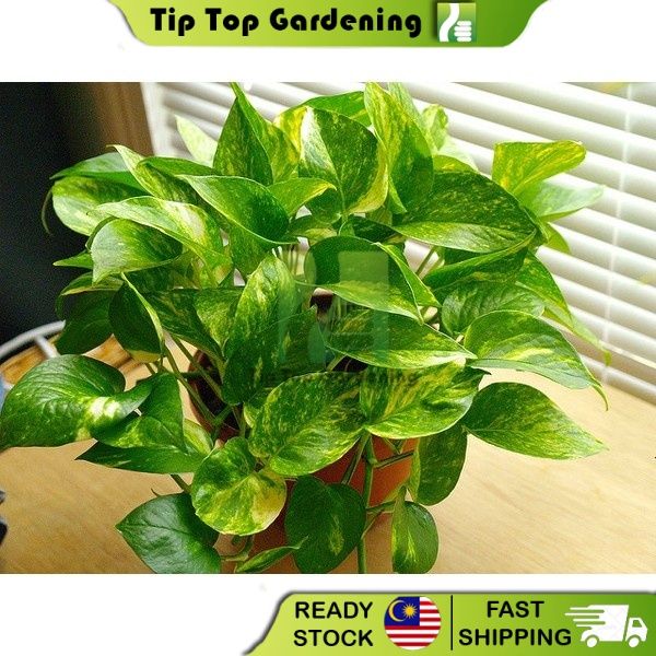 REAL LIVE PLANT MONEY PLANT EPIPREMNUM AUREUM WITH POT GARDENING INDOOR ...