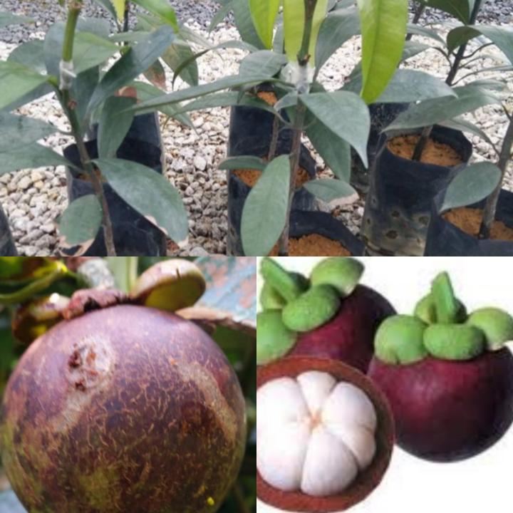 ANAK POKOK MANGGIS MASTER / MANGGIS JEPUN | Lazada