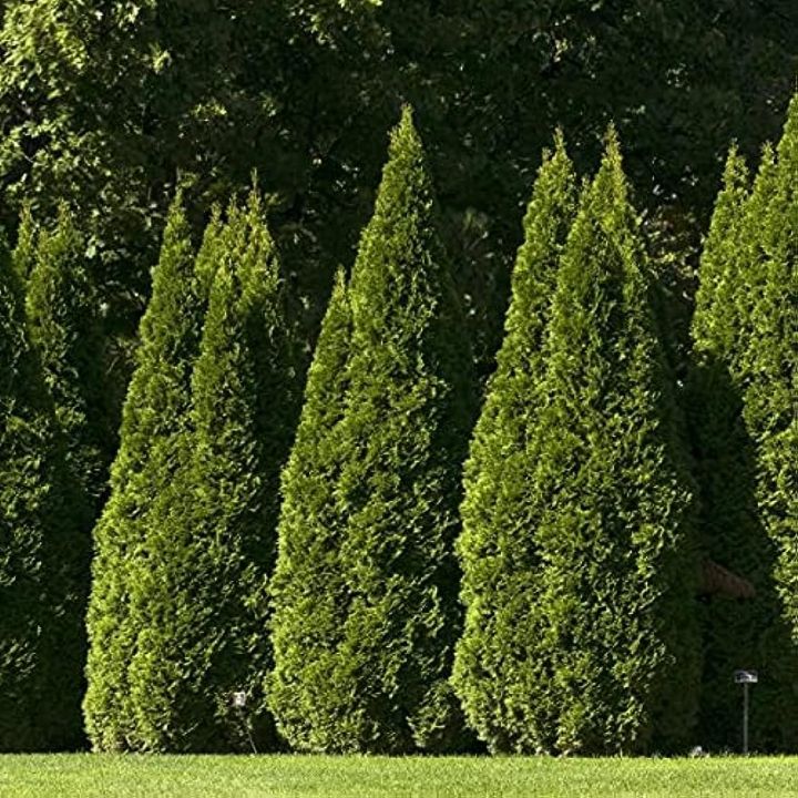Chinese Arborvitae Thuja Orientalis - Platycladus Orientalis Tree Seeds ...
