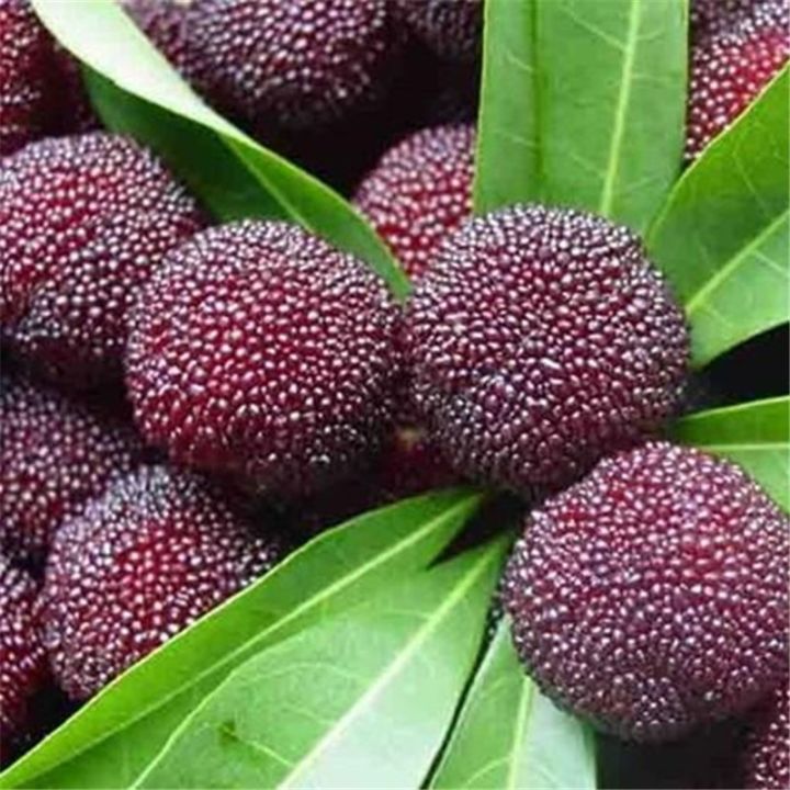 Sweet bayberry seeds Rare exotic tropical fruit trees seeds edible ...