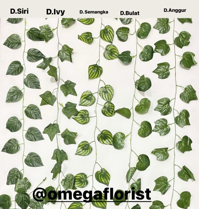 DAUN RAMBAT BESAR PANJANG -+ 120 CM, Harga Per Helai | Lazada Indonesia