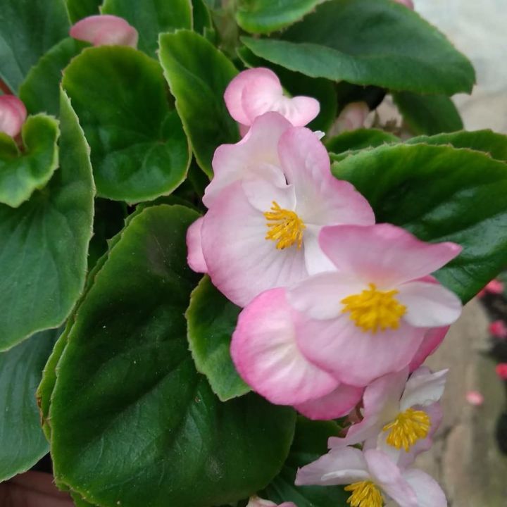 Bunga Begonia Semperflorens Pink | Lazada Indonesia