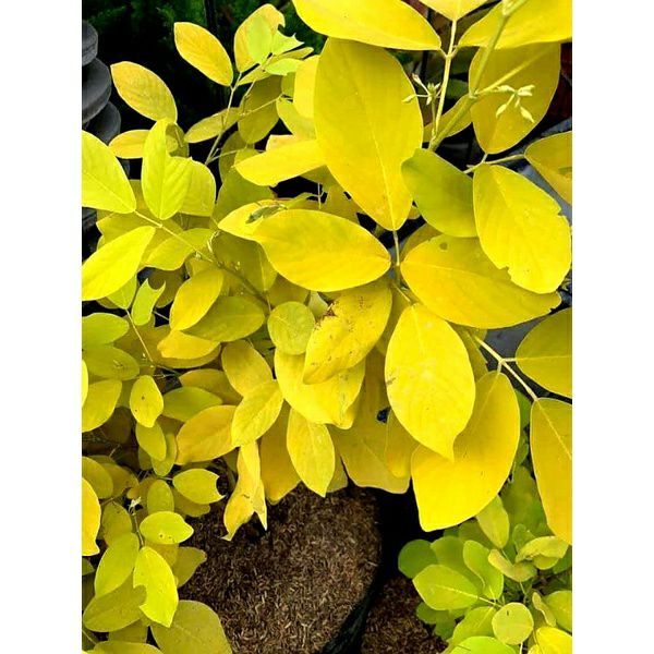 Legium Golden Plant/Casia Fistula/ Legium Yellow Garden Landscape ...