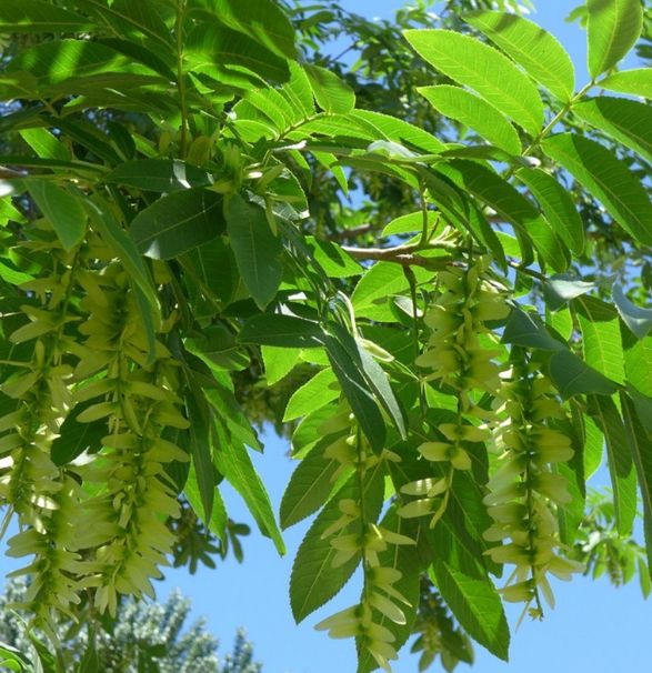 Maple seed tree seed garden greening seed Mestisa | Lazada PH