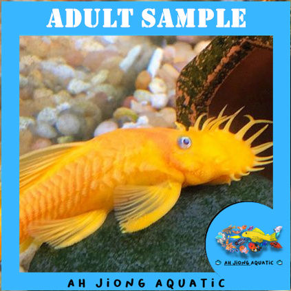 [Ah Jiong Aquatic]——L144 Red/Blue-Eyed Short Finned Pleco | Lazada