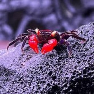 RED DEVIL VAMPIRE CRAB / GEOSESARMA 'HAGEN' BY PTEs PETs LAB【厂家直售 ...