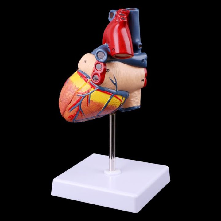 Anatomical Human Life Size Heart Model Medical Cardiovascular Anatomy ...