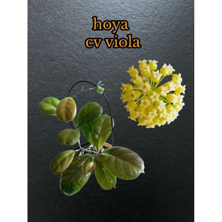 Hoya CV Viola | Lazada PH