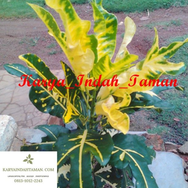 Tanaman hias puring - Pohon puring - Puring terang bulan | Lazada Indonesia